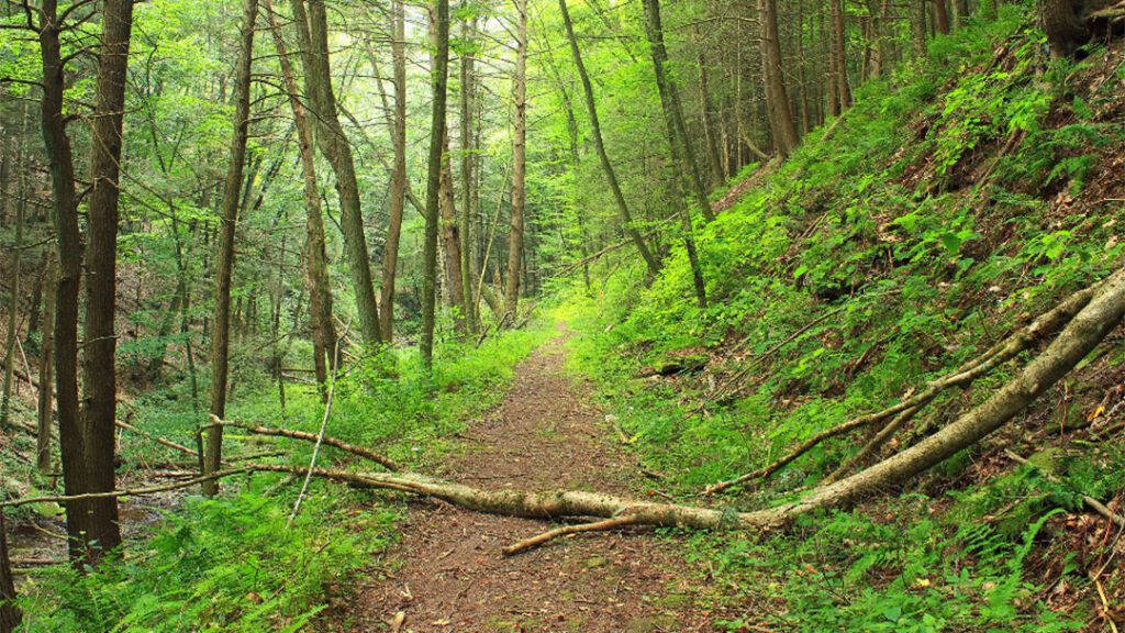 Leave No Trace Principles | 7 Principles of LNT | Getgo Outdoors